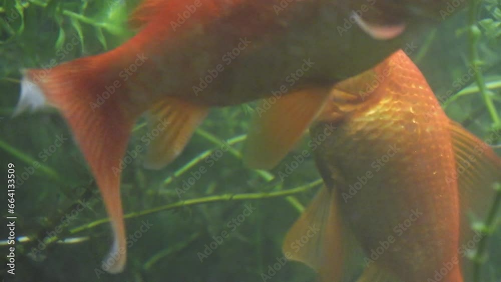 Funny clip of a Goldfish eating and then apparently dancing flapping ...