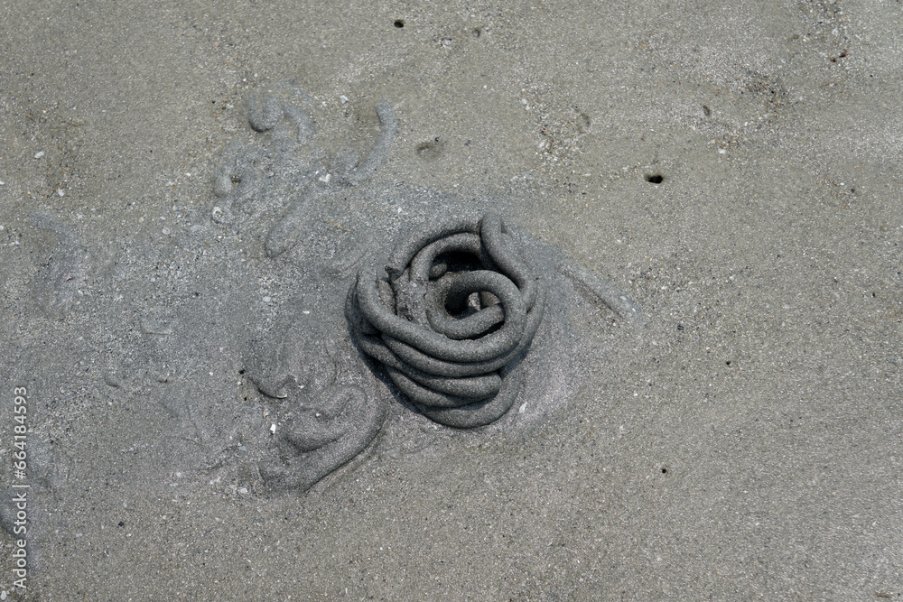 Sandworm poop on the beach. Stock Photo | Adobe Stock