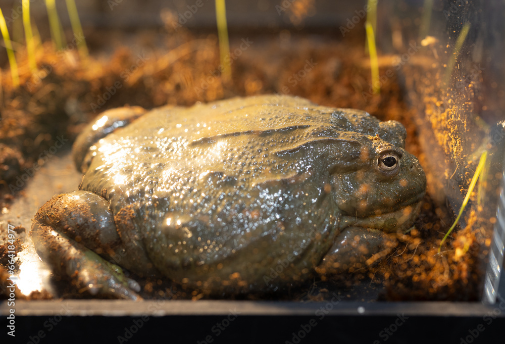 Close-up of an African bullfrog lying down on the ground. It was also ...