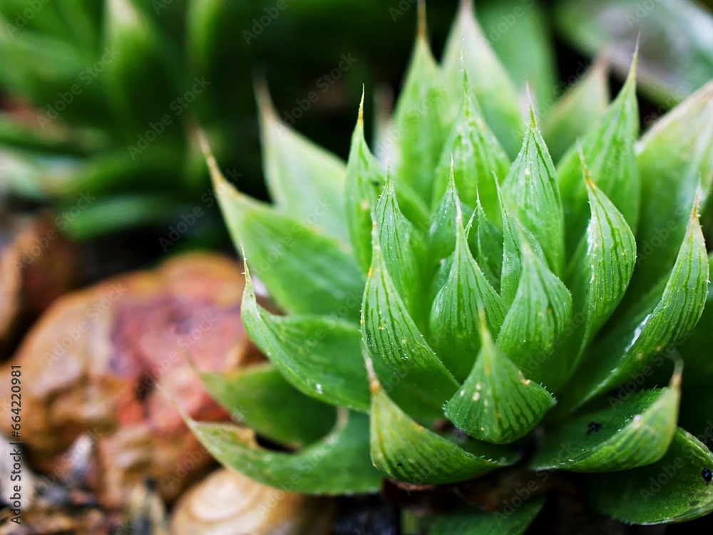 Succulent plant Haworthia mucronata ,Asphodelaceae ,Haworthia decipiens ...