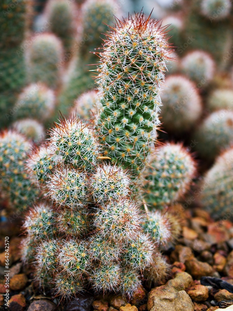 Cactus Mammillaria elongata rubra copper King ,Gold lace Cactus golden ...