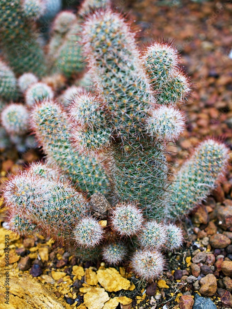 Cactus Mammillaria elongata rubra copper King ,Gold lace Cactus golden ...