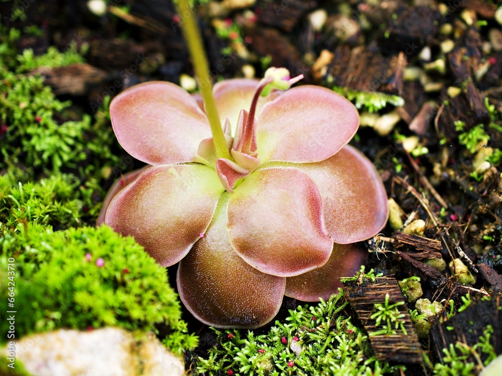 Closeup purple flower Pinguicula moranensis ,Tina, grandiflora ,Mexican ...