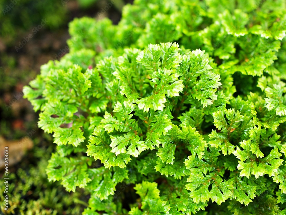 Green leaf of Selaginella Tamariscina moss plant ,Selaginella ...