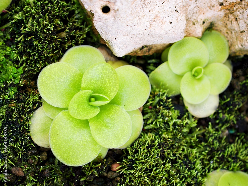 Closeup purple flower Pinguicula moranensis ,Tina, grandiflora ,Mexican ...