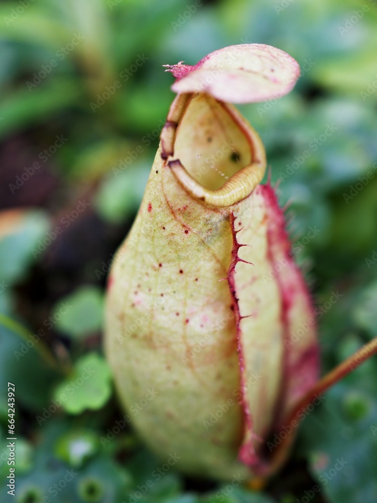 Flytrap Predatory Carnivorous monkey cups plant, tropical pitcher ...