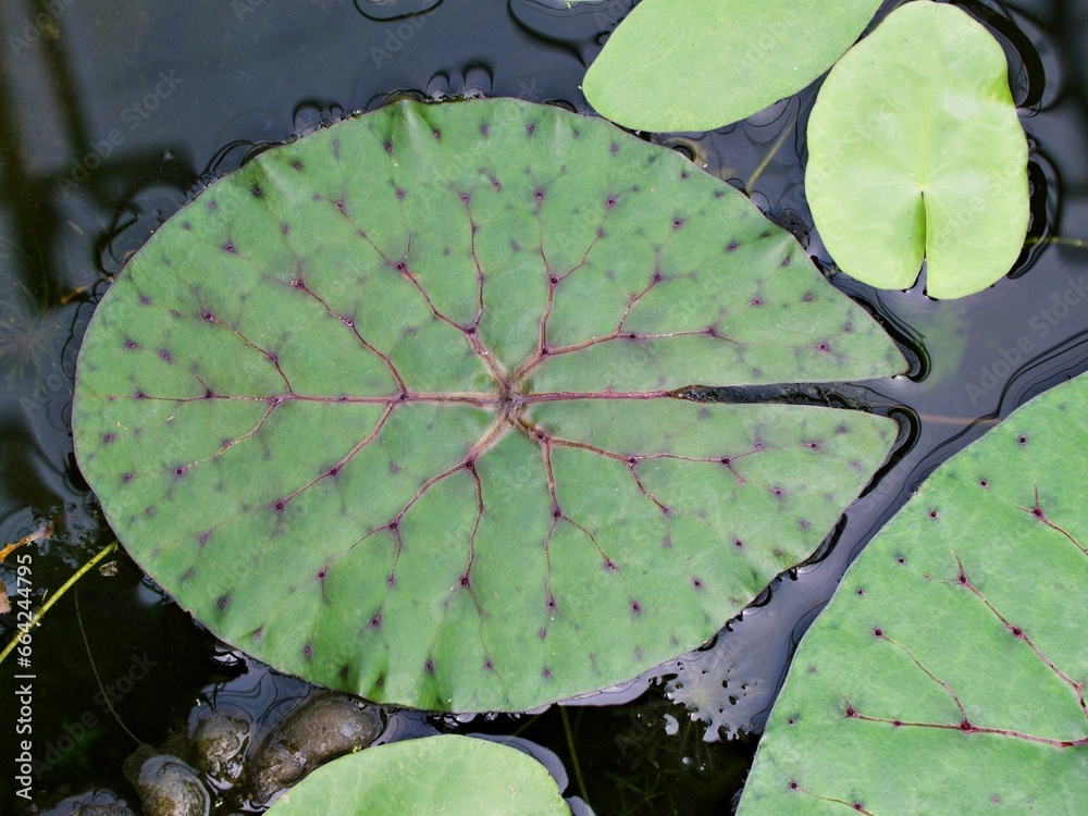 Closeup green foliage of water lily leaves ,Prickly Waterlily Fox Nut ...