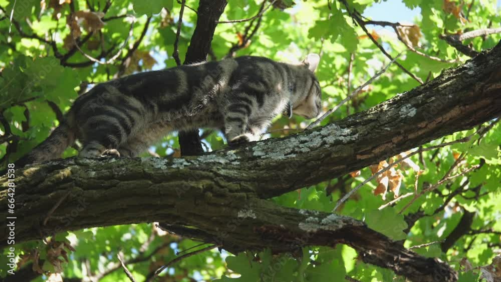 House cat slinks along horizontal tree branch, sniffing the bark ...