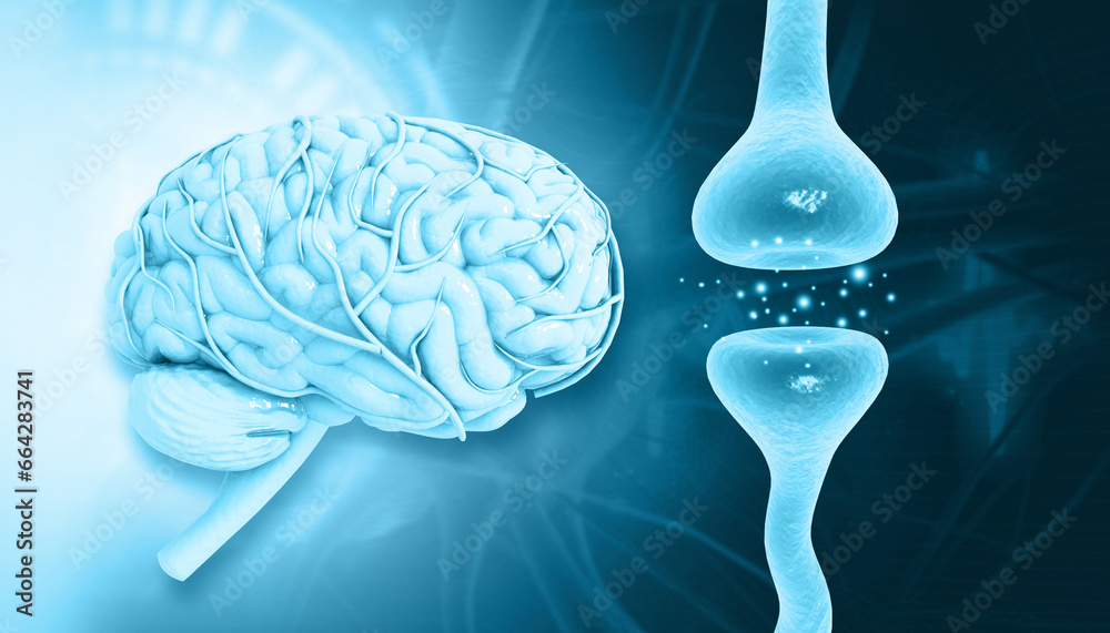 Human brain anatomy with neuron system. 3d illustration.. Stock ...