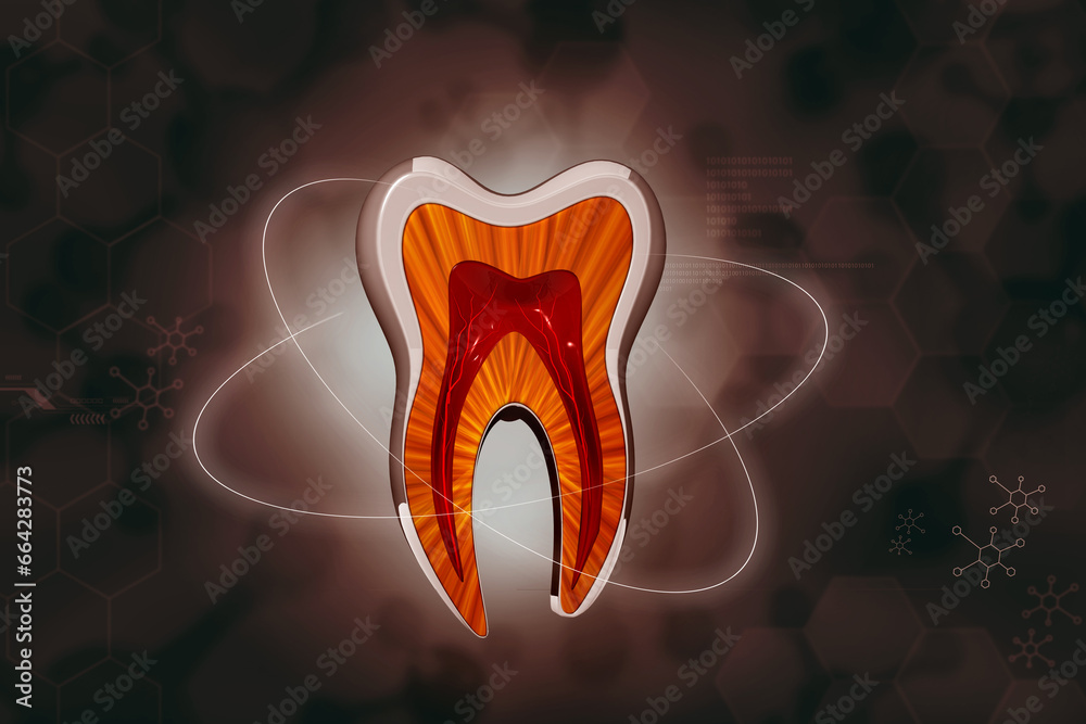 Human tooth cross section anatomy on scientific background. 3d ...