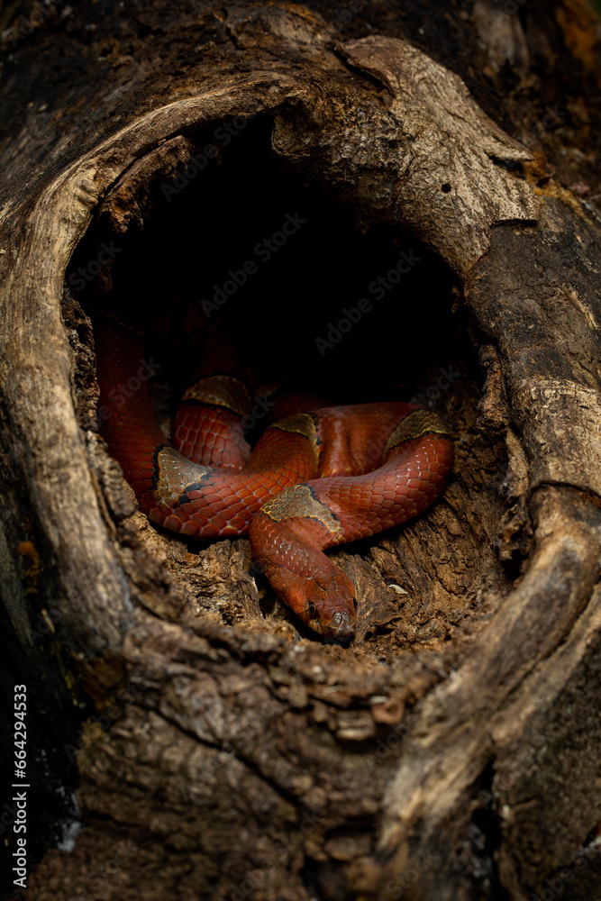 Oligodon albocinctus, also known as the Light-barred Kukri Snake, is a ...