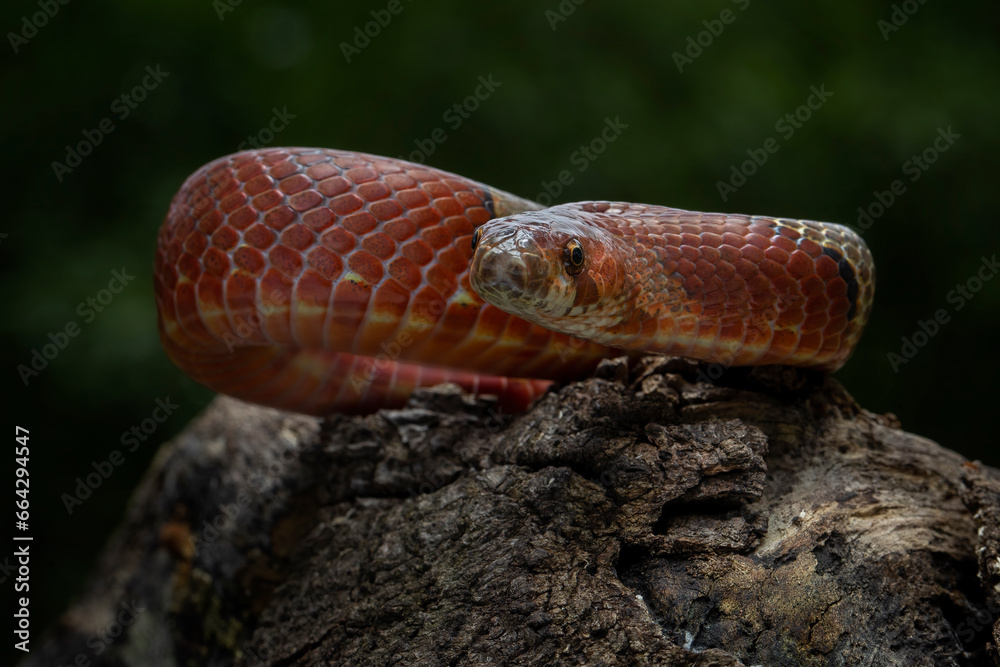 Oligodon albocinctus, also known as the Light-barred Kukri Snake, is a ...