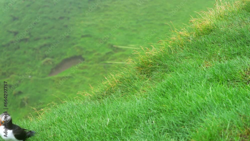 Close up of a puffin running along a lush green cliff in Mykines, Faroe ...