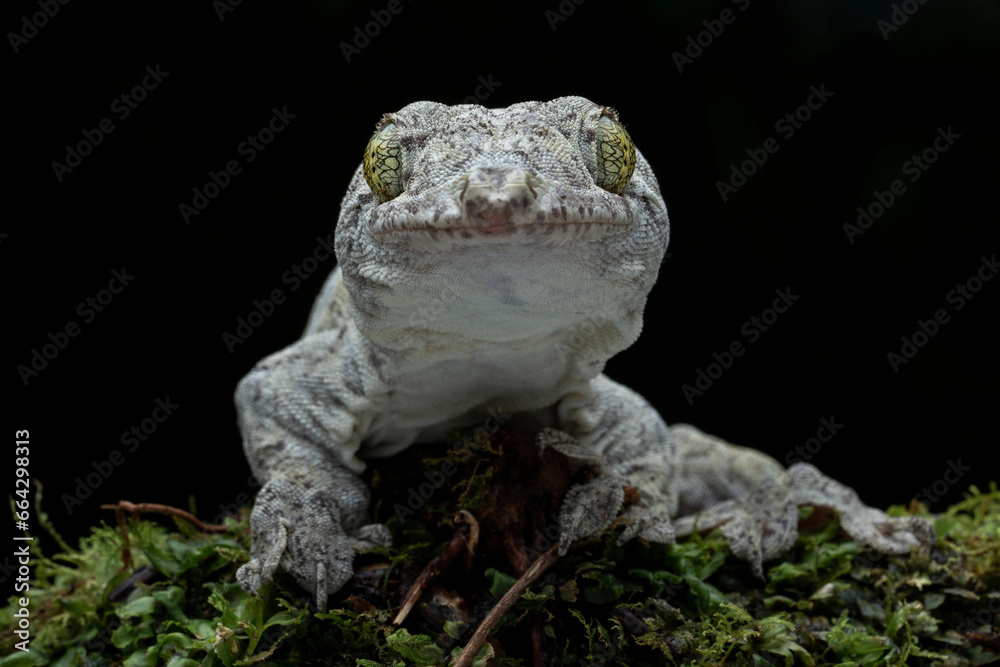 The Halmahera Giant Gecko (Gehyra marginata) also known as Vorax Gecko ...