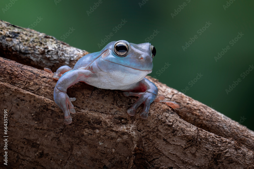 The Blue Dumpy Tree Frog (Litoria caerulea) is a species of tree frog ...