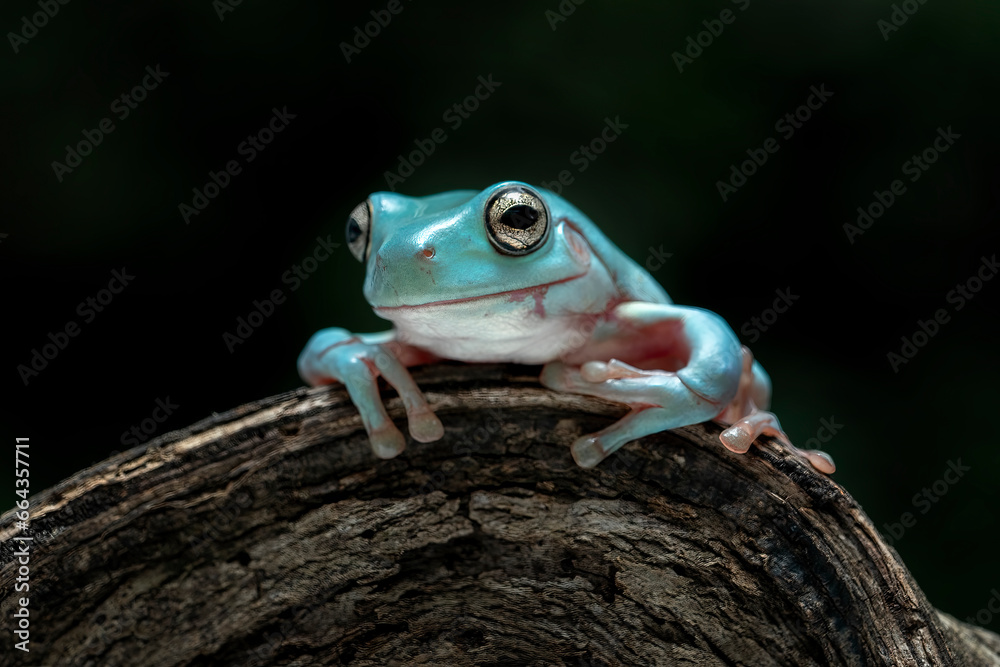 The Blue Dumpy Tree Frog (Litoria caerulea) is a species of tree frog ...