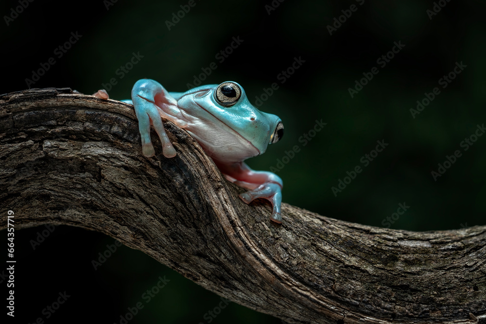 The Blue Dumpy Tree Frog (Litoria caerulea) is a species of tree frog ...