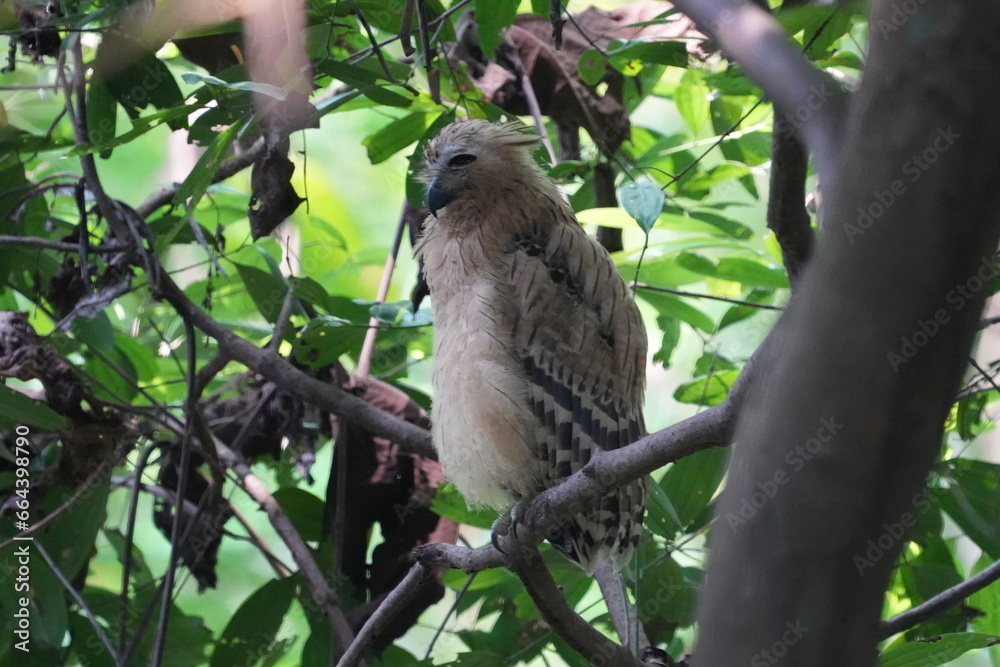 The Buffy Fish Owl (Bubo ketupu) is a species of owl found in various ...