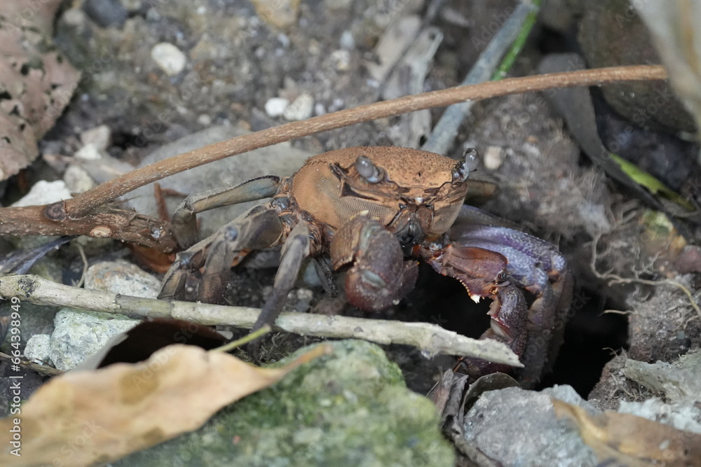 Aratus pisonii, commonly known as the mangrove tree crab, red-jointed ...