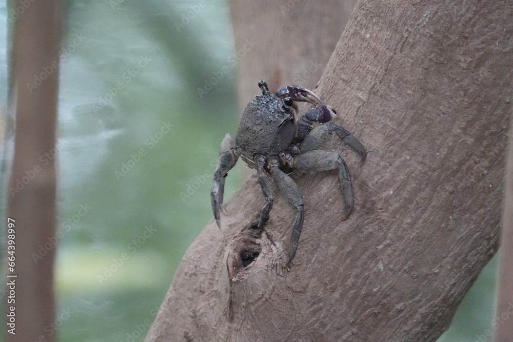 Aratus pisonii, commonly known as the mangrove tree crab, red-jointed ...