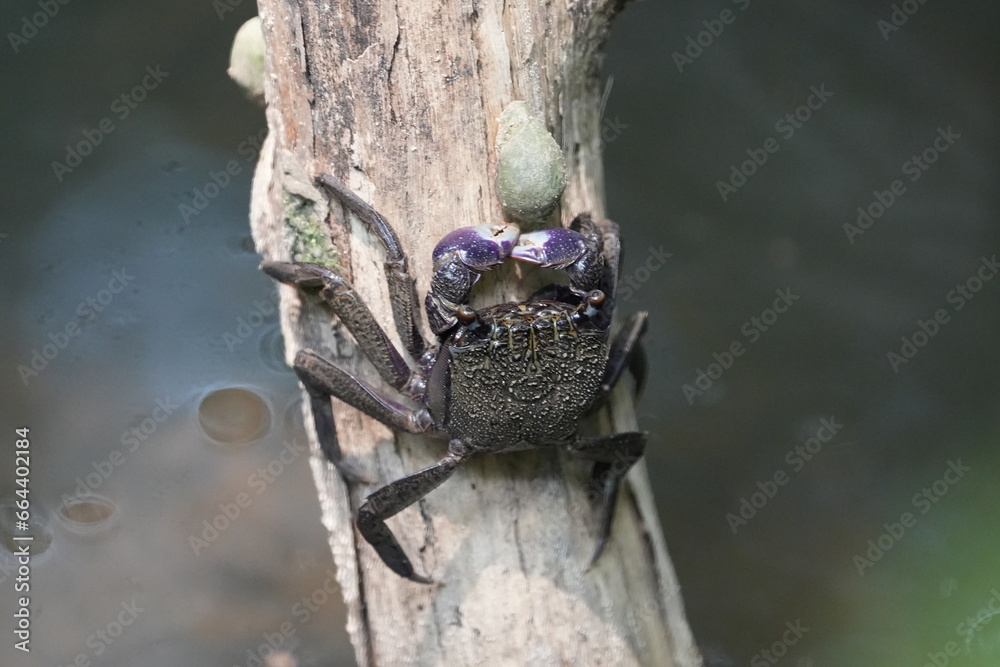 Aratus pisonii, commonly known as the mangrove tree crab, red-jointed ...
