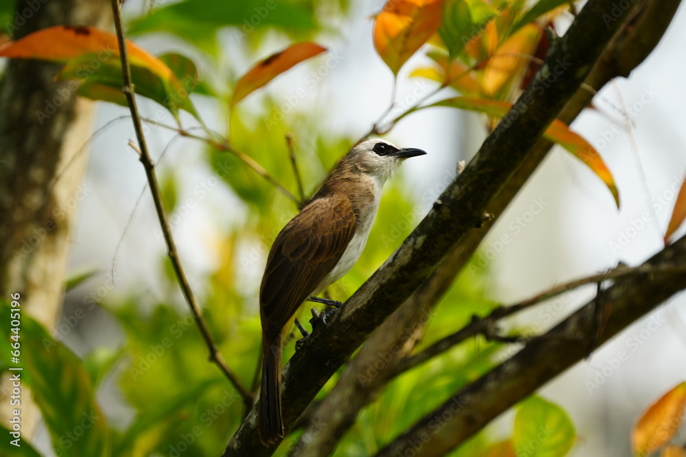 The Yellow-vented Bulbul (Pycnonotus goiavier), also known simply as ...
