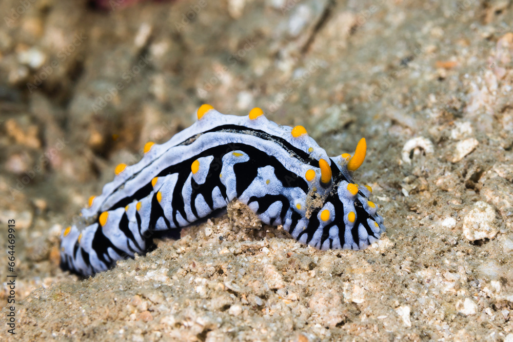 Varicose Wart Slug (Phyllidia varicosa) side view of the sea slug with ...