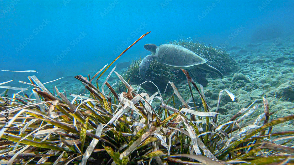 Loggerhead sea turtle (Caretta caretta) swimming among posidonia sea ...