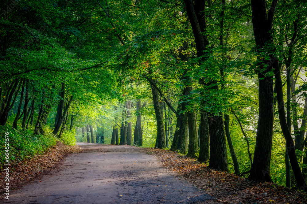 Magic tunnel and pathway through a thick forest with sunlight. The path ...
