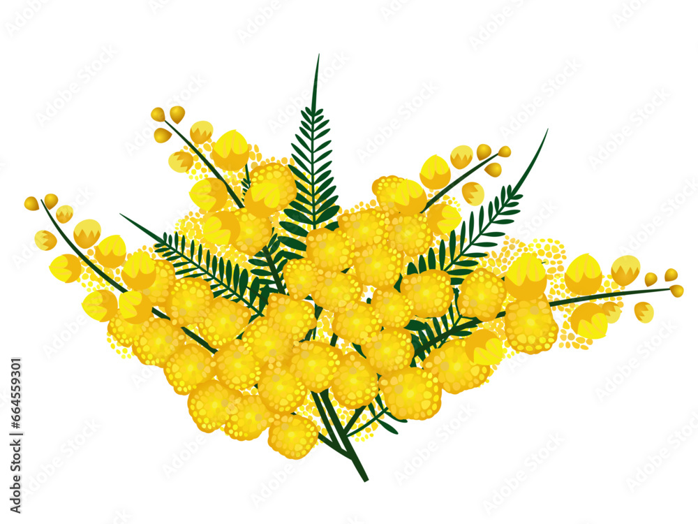 the golden wattle, Australia national flower vector illustration ...