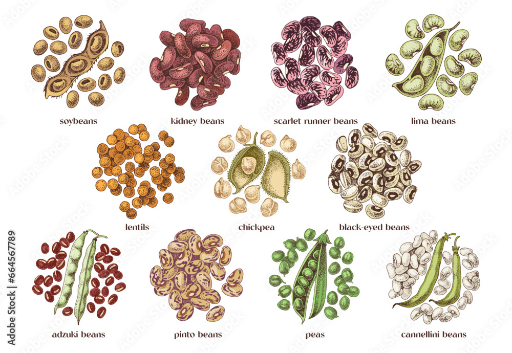 Hand drawn legumes vector set Stock Vector | Adobe Stock