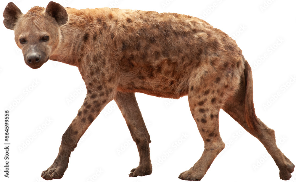 Hyena PNG, transparent background Stock Photo | Adobe Stock