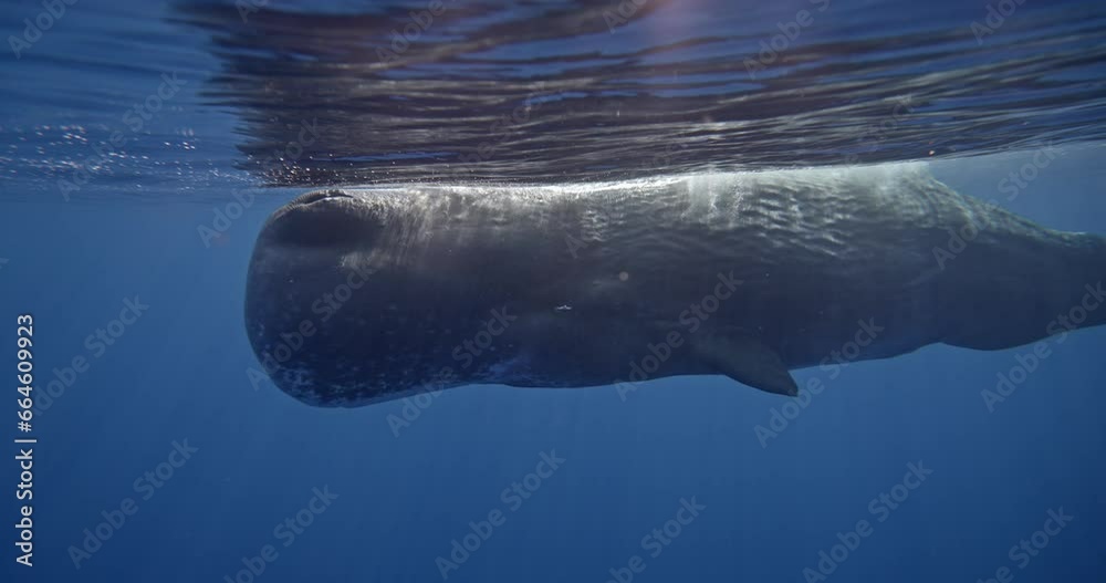 Amazing closeup portrait giant sperm whale playing in the blue water ...