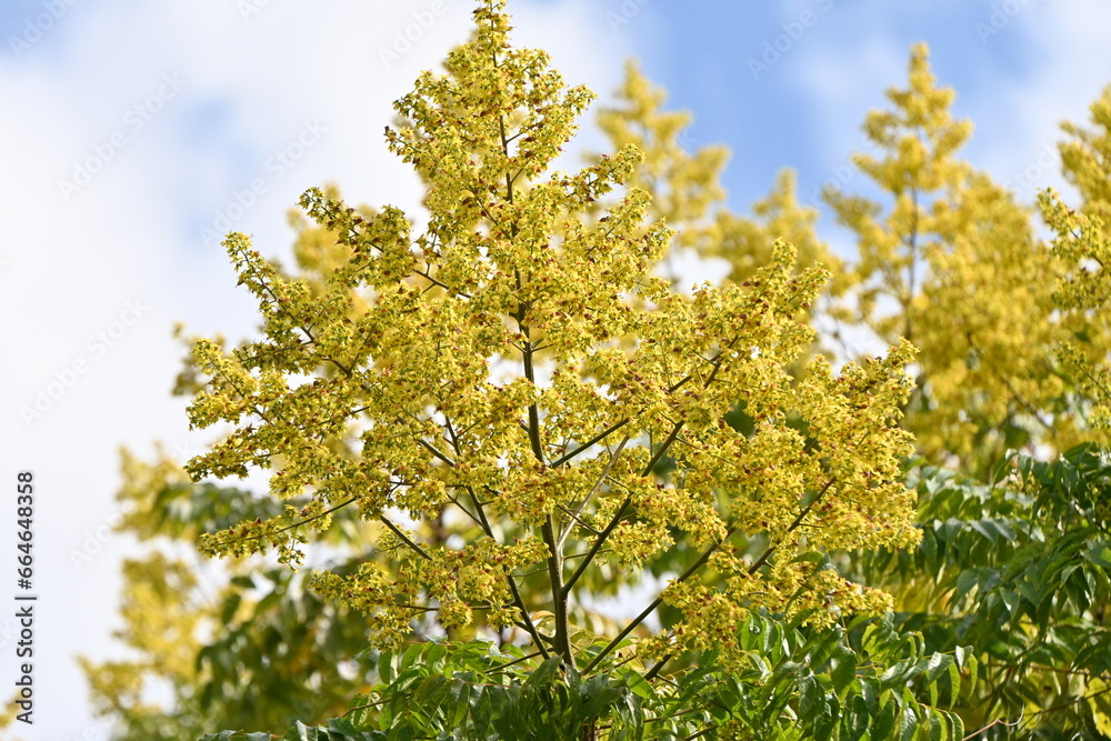 Flamegold rain tree ( Koelreuteria henryi )flowers. Sapindaceae ...