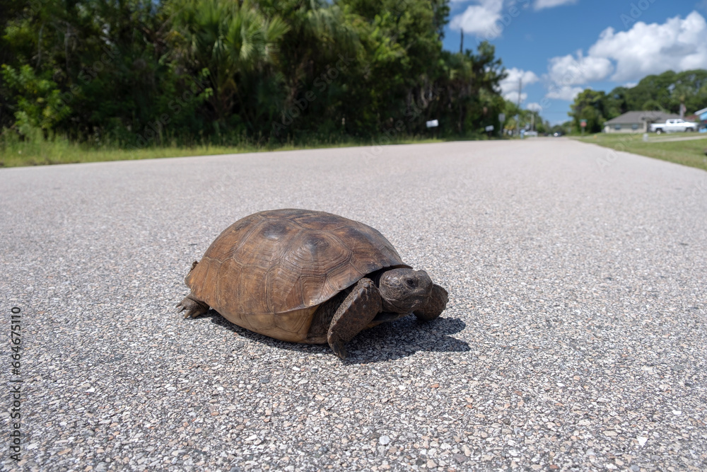Wild Gopher Tortoise crossing rural road in Florida, USA. Endangered ...