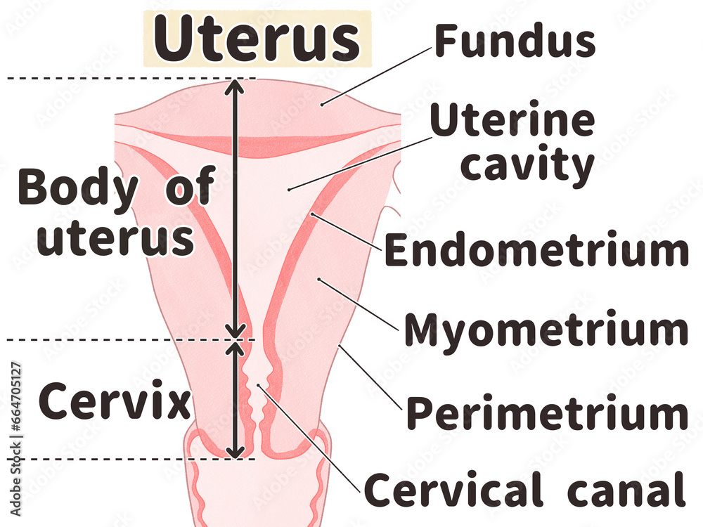 Labeled diagram of uterus anatomy PNG Stock Illustration | Adobe Stock