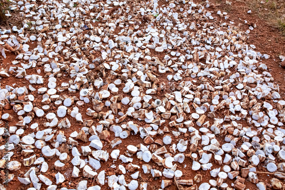Cassava roots are dried as raw materials for industrial alcohol ...