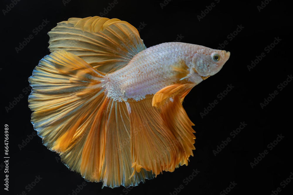 Moving moment of beautiful golden betta fish fins like the princess's ...