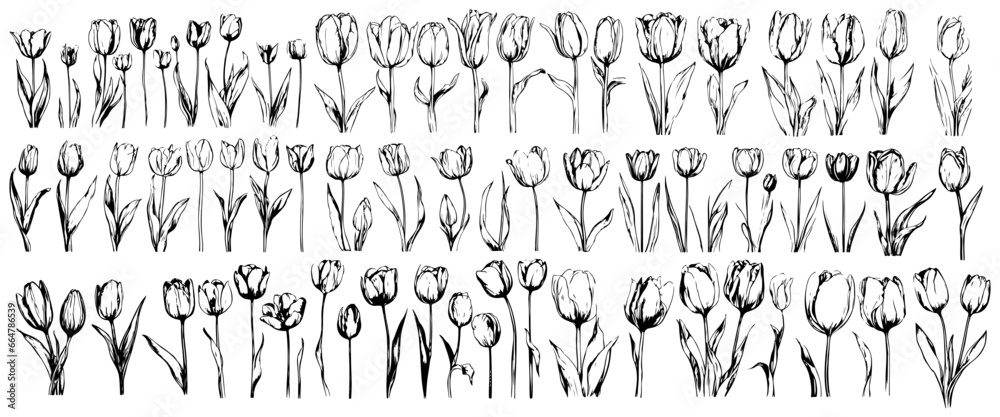 Set of tulip birth month flowers in March. Botanical line art vector ...
