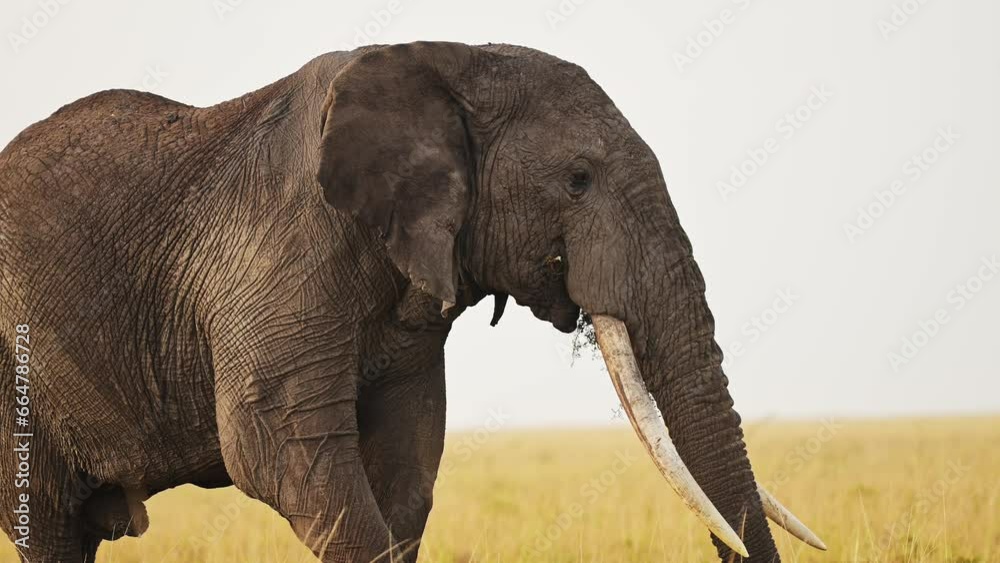 Slow Motion Shot of Elephant eating grass using trunk to feed alone in ...