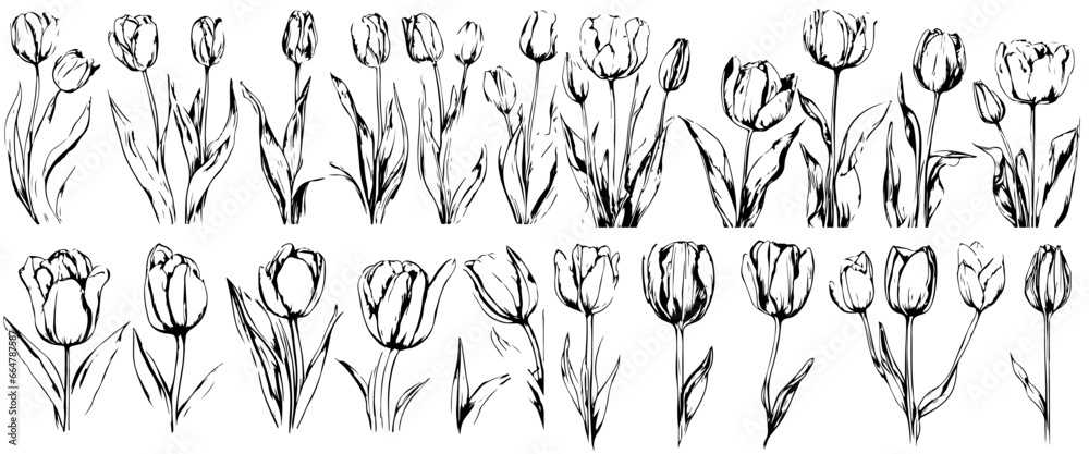 Set of tulip birth month flowers in March. Botanical line art vector ...