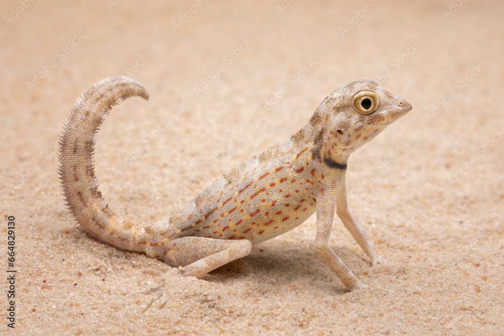 Pristurus carteri, commonly known as Scorpion-tailed Gecko, or Carter’s ...