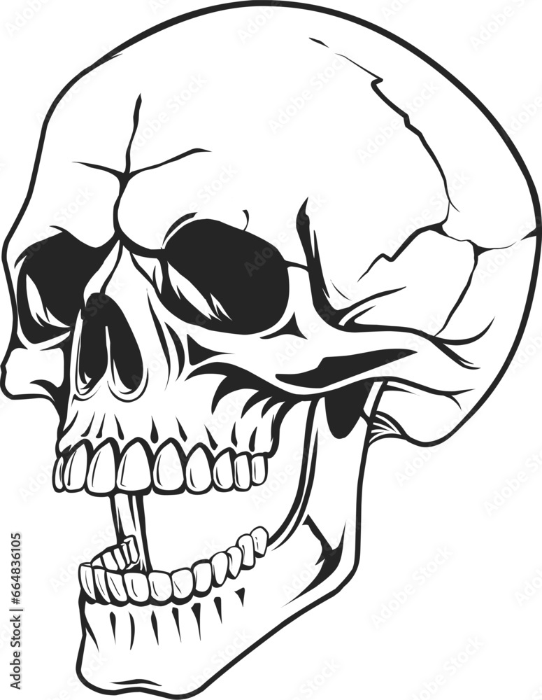 human skull art vector illustration, line art of skull of human, hand ...
