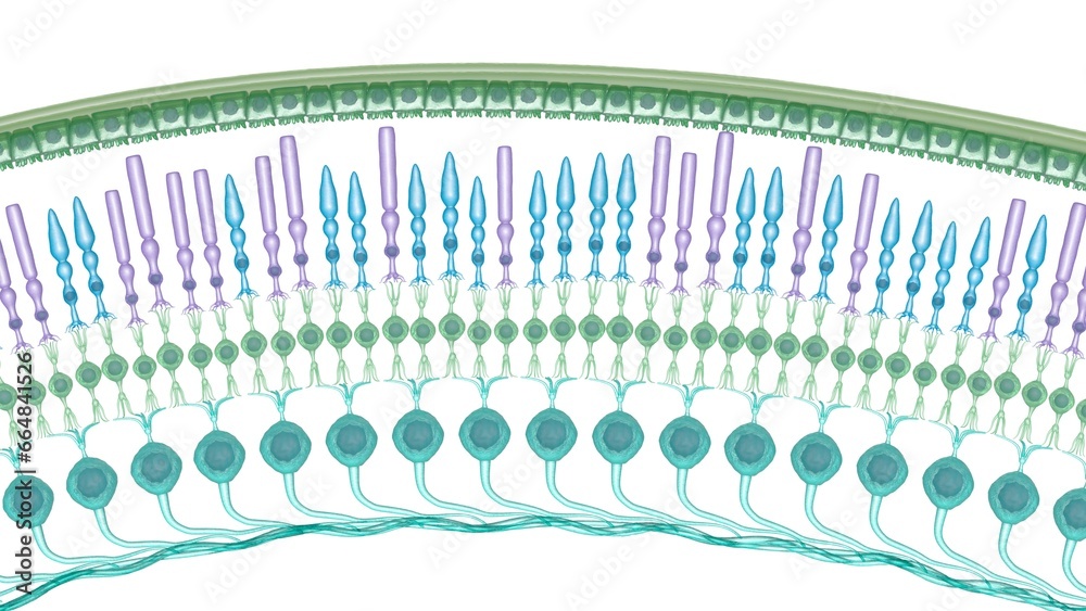 Retinal cells 3d rendering, rods, cones, ganglion, neuron, retina ...