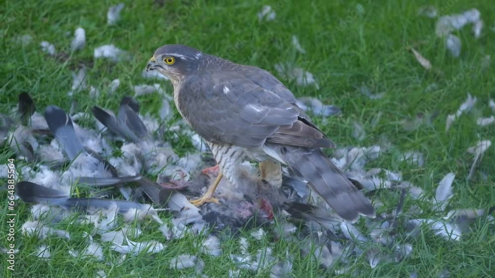 Female bird with feral pigeon prey. UK. The Eurasian sparrowhawk, also ...