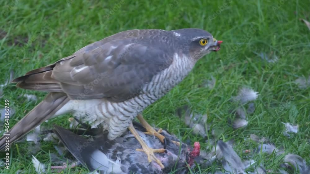 Female bird with feral pigeon prey. UK. The Eurasian sparrowhawk, also ...