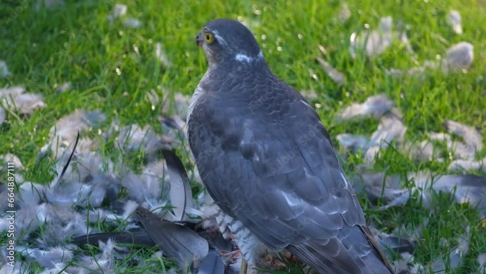 Female bird with feral pigeon prey. UK. The Eurasian sparrowhawk, also ...