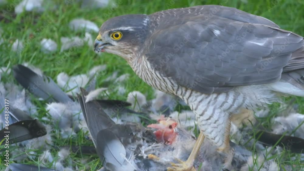 Female bird with feral pigeon prey. UK. The Eurasian sparrowhawk, also ...