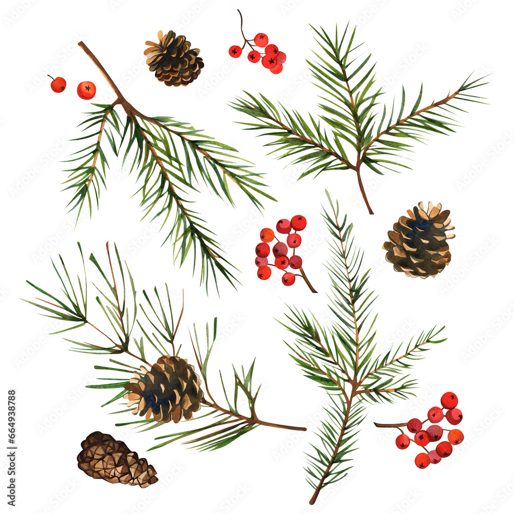 Fir branches and winter berries. Forest. Watercolor illustration of ...