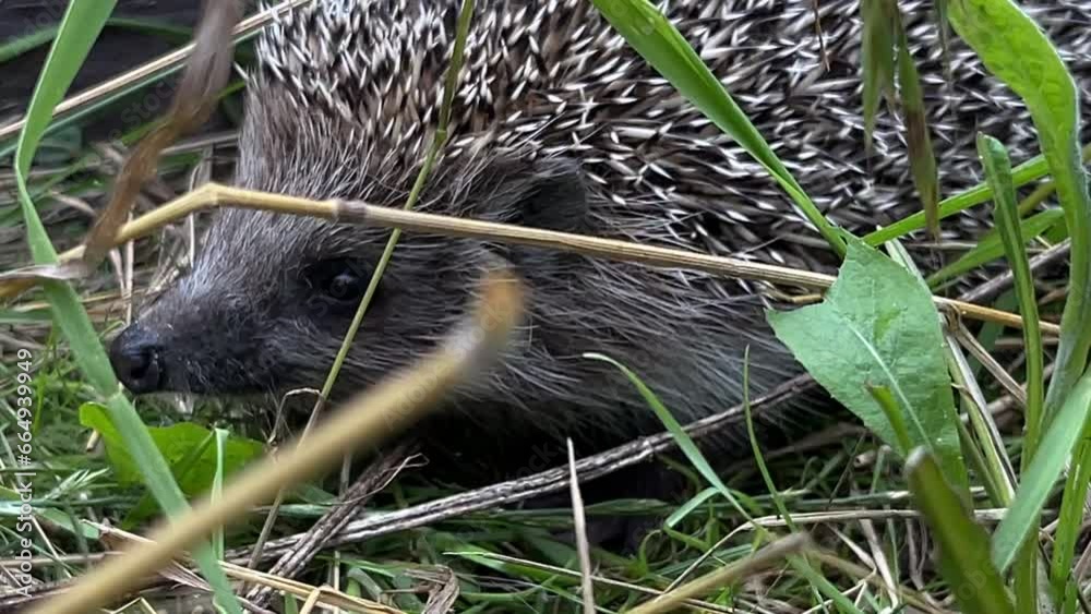 A prickly hedgehog on a veranda with green grass. Concept of wild ...